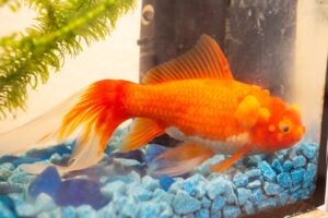 Fish Tuberculosis (TB): When to Worry & What to Do | The Vet Desk