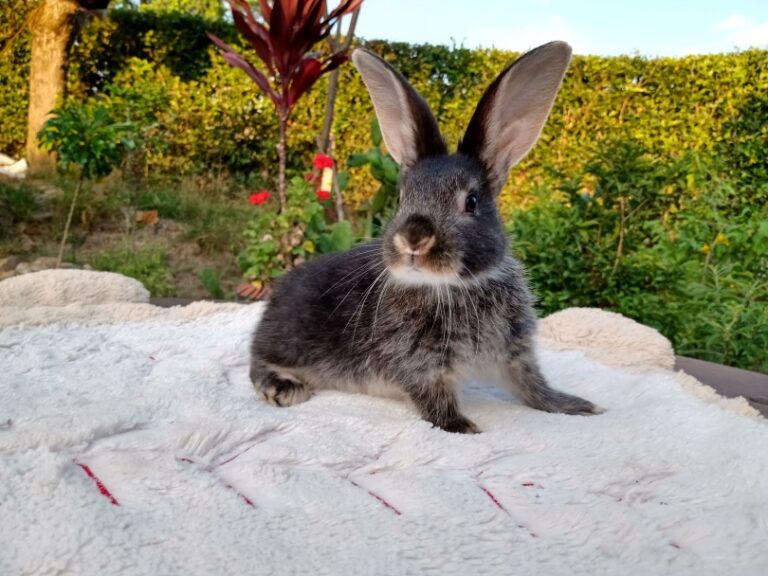 Silver Marten Rabbit: Info, Care, Temperament, Habitat & Traits (With ...