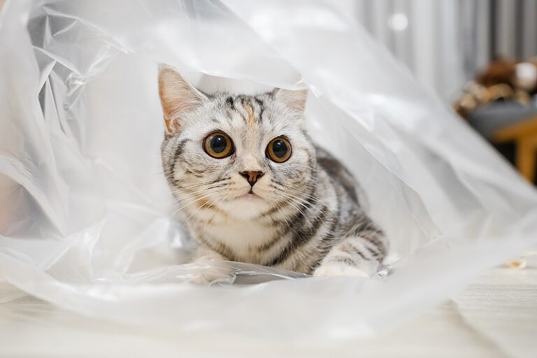 Why Do Cats Get the Zoomies After They Poop? 5 Vet-Reviewed Reasons ...