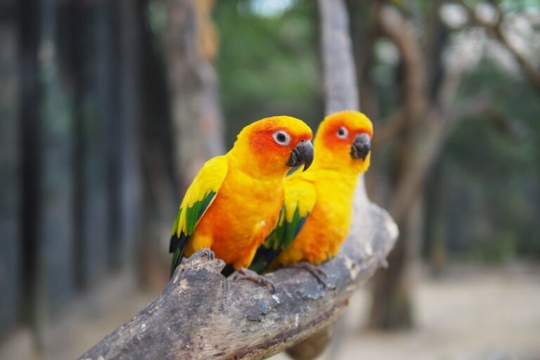 Sun Conure Parrot: Info, Pictures, Personality, Diet & Care Guide | The ...