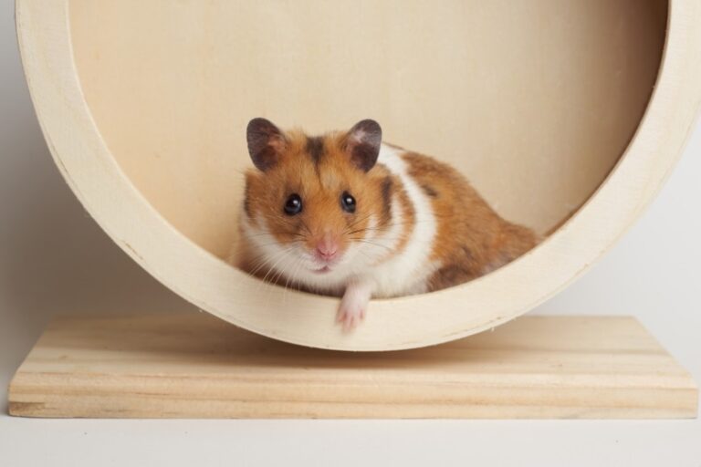 At What Age Do Hamsters Reach Sexual Maturity? Reproduction Explained ...