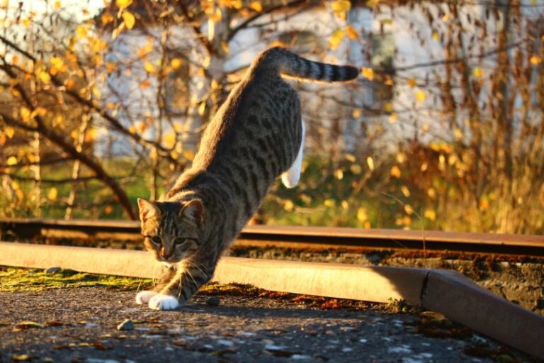 Why Are Cats So Flexible? Vet-Verified Facts & FAQ | The Vet Desk