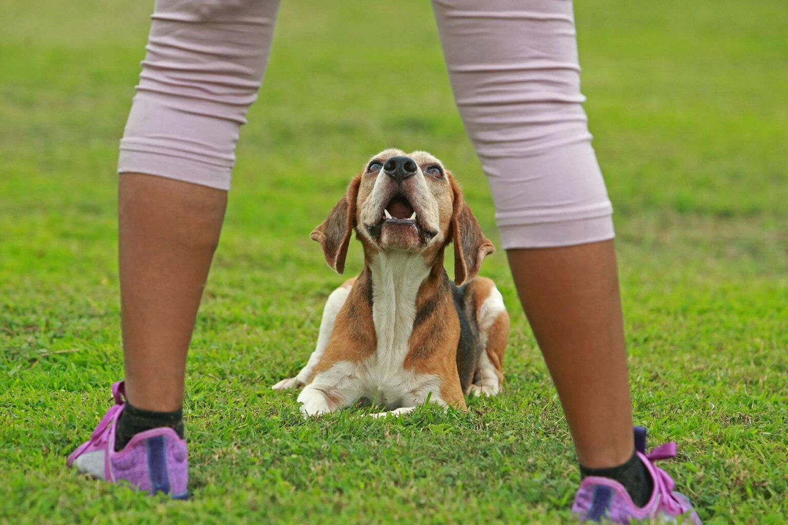 How to Teach Your Dog to Lie Down: 3 Easy & Effective Methods (Vet ...