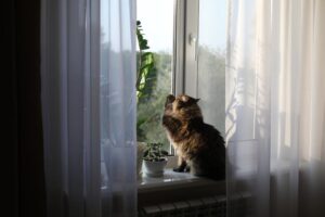Why Does My Cat Scratch at the Window? 7 Vet-Verified Reasons | The Vet ...