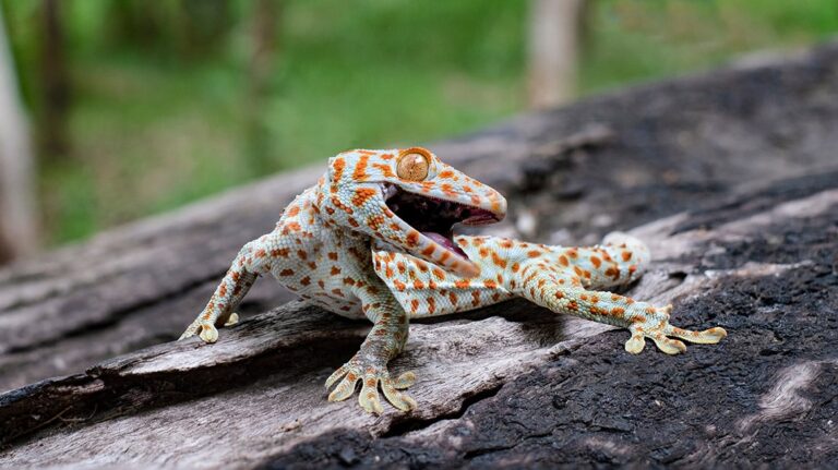 Tokay Gecko: Info, Care Sheet, Pictures, Lifespan & Traits | The Vet Desk