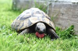 What Do Tortoises Eat in the Wild and as Pets? Diet & Health Facts ...