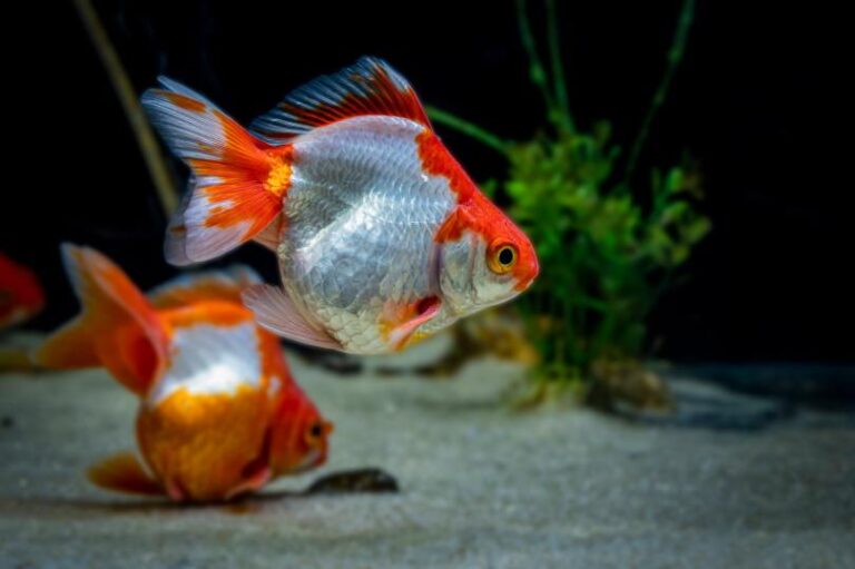 Understanding Why Your Goldfish Died: 10 Vet-Verified Reasons | The Vet ...