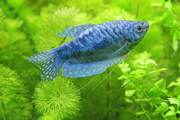 How to Get Rid of Camallanus Worms in Fish: Step-by-Step Guide | The ...