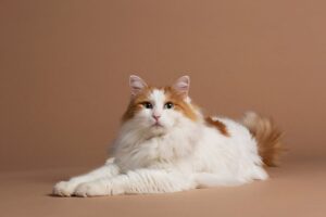 Turkish Van Cat Breed: Info, Traits & Pictures | The Vet Desk