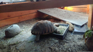 9 DIY Indoor Turtle Habitat Plans You Can Make Today (With Pictures ...