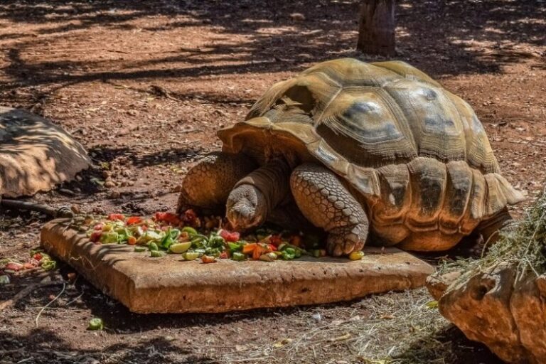 How Often Do Turtles Eat? Vet-Verified Health Facts & FAQ | The Vet Desk