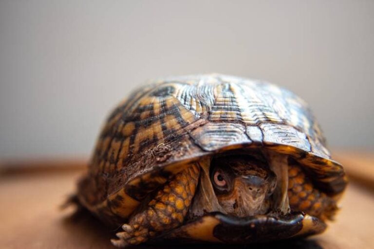 What Are Turtle Shells Made Of? Vet-Approved Anatomical Science | The ...
