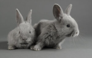 Lilac Rabbit: Info, Pictures, Lifespan, Behavior & Care Guide | The Vet ...