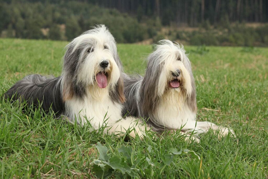 Bearded Collie Dog Breed Guide: Info, Pictures, Care & Traits | The Vet ...