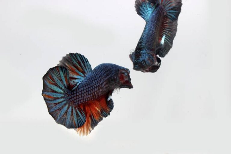 Siamese Fighting Fish: Care, Pictures, Lifespan & More | The Vet Desk