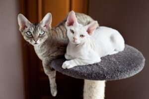 20 Amazing Devon Rex Colors & Patterns (With Info & Pictures) | The Vet ...