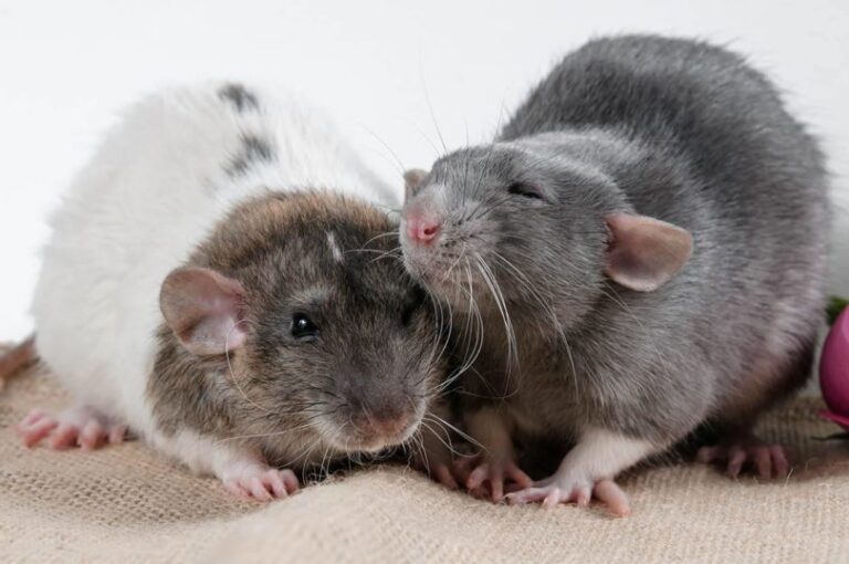 At What Age Do Rats Reach Sexual Maturity? Vet-Reviewed Facts | The Vet ...