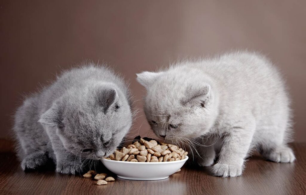 When Does a Kitten Start Eating Food & Drinking Water? Vet-Approved ...