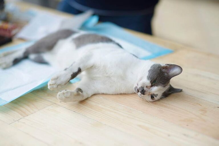 How to Do Cat CPR? Vet-Approved Step-by-Step Guide | The Vet Desk