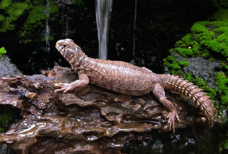 Egyptian Uromastyx: Info, Pictures, Care Guide & Varieties | The Vet Desk