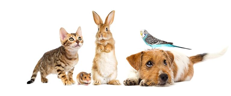 17 Low-Maintenance Pets That Are Easy to Take Care of (With Info ...