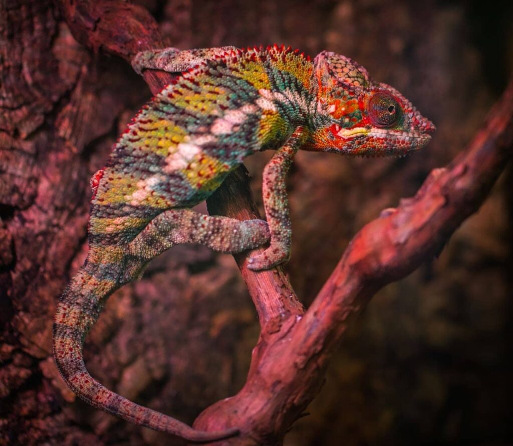 How Much Are Chameleons at PetSmart? 2026 Price Guide | The Vet Desk