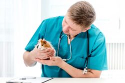 Why Is My Hamster Losing Hair? 5 Common Reasons | The Vet Desk