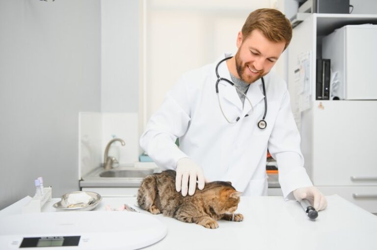 Cat Checkup at the Vet: 6 Things to Expect (Vet Approved) | The Vet Desk