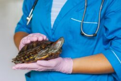 4 Common Turtle Eye Infections: Signs, Treatment & FAQ (Vet Answer ...