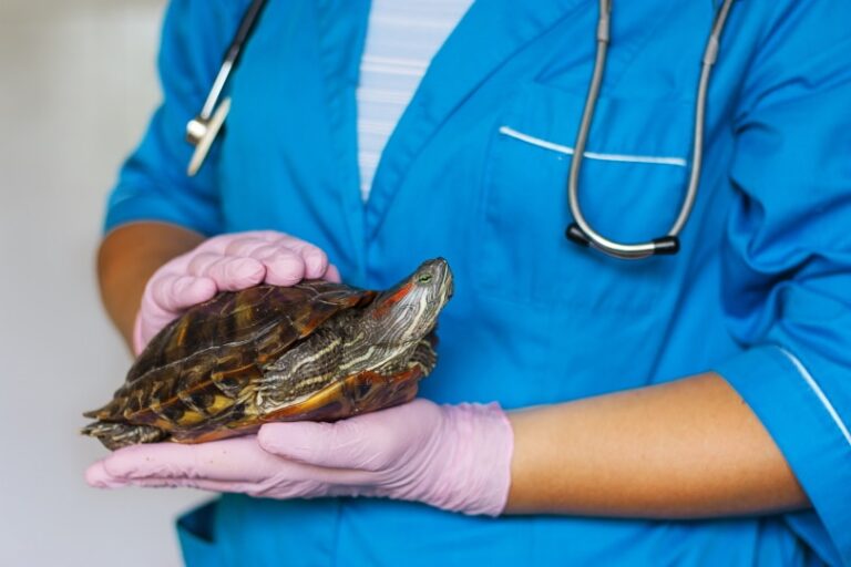 4 Common Turtle Eye Infections: Signs, Treatment & FAQ (Vet Answer ...