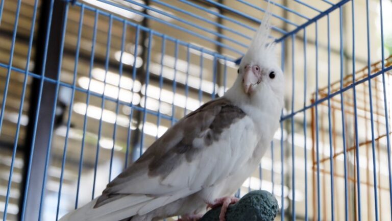 How Big Do Cockatiels Get? Average Weight & Growth Chart | The Vet Desk