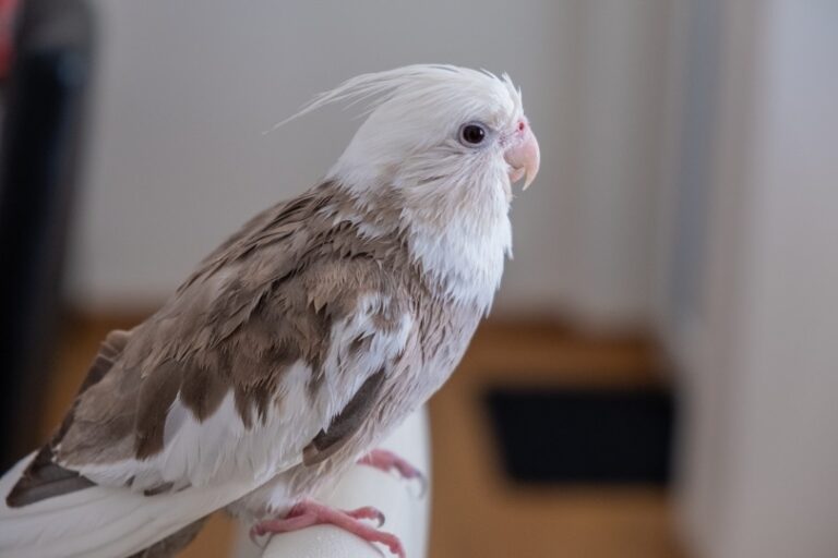 When Do Cockatiels Molt? Vet Approved Facts & FAQ | The Vet Desk