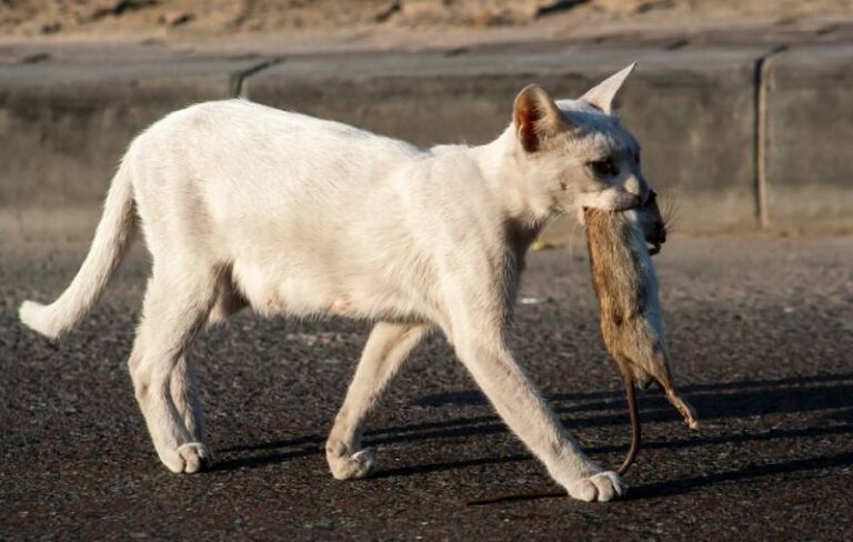 How Great Are Cats at Catching Rats? Vet-Reviewed Facts & FAQ | The Vet ...