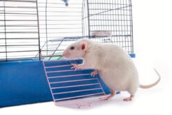 How to Tell If a Pet Rat Is Pregnant: 8 Vet-Approved Signs to Look For ...