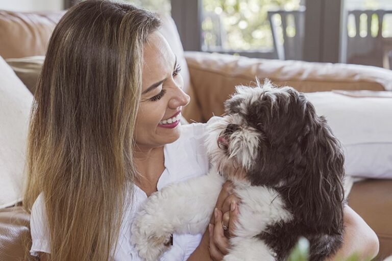 14 Lap Dog Breeds for a Good Cuddle (With Info & Pictures) | The Vet Desk