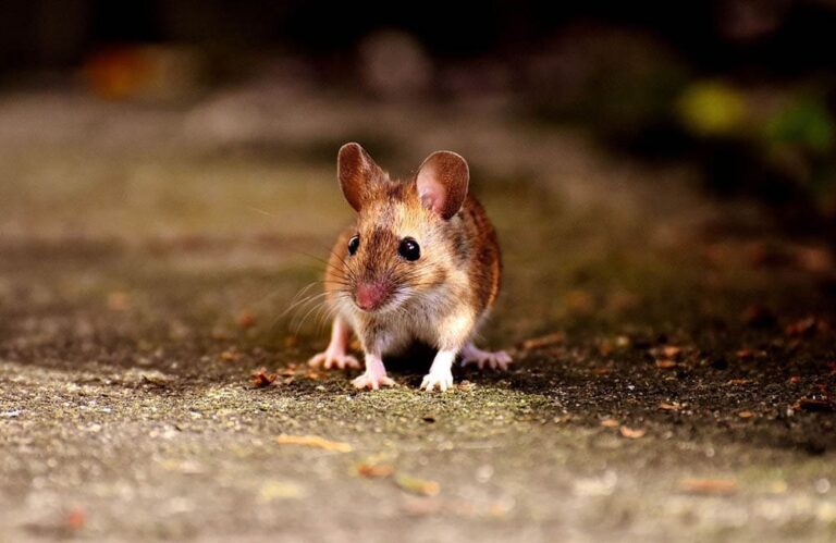 24 Cool Mice Facts You May Not Have Known (With Pictures) | The Vet Desk