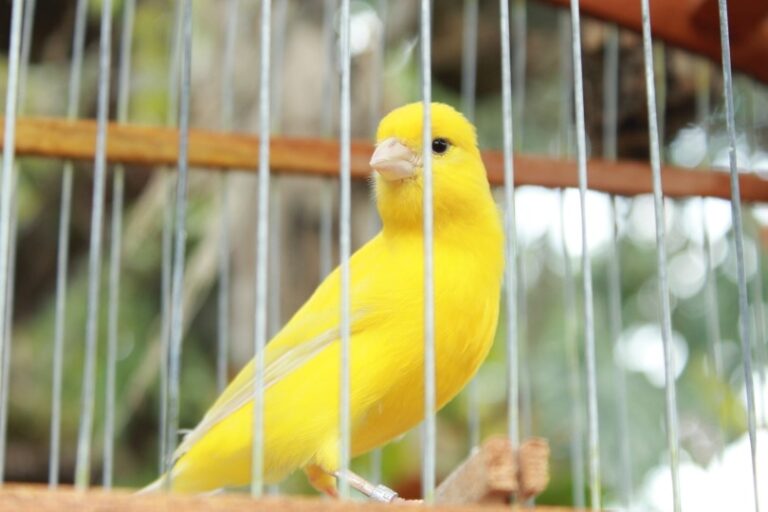 Yellow Canary: Info, Pictures, Diet & Care | The Vet Desk