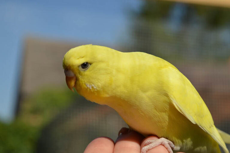 5 Singing Canary Breeds (With Info & Pictures) | The Vet Desk