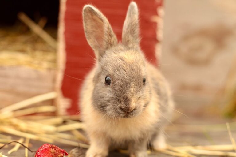 Do Rabbits Have a Good Sense of Smell? Vet-Verified Explanation & Facts ...