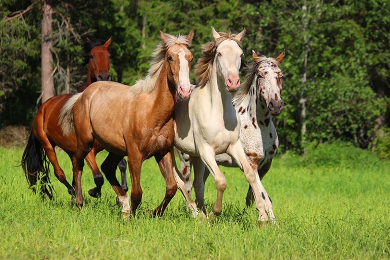 29 Most Common Horse Colors & Coat Patterns (With Info & Pictures ...