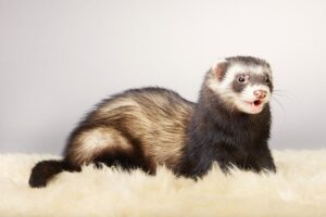 11 Ferret Sounds & Their Meanings (With Audio) | The Vet Desk
