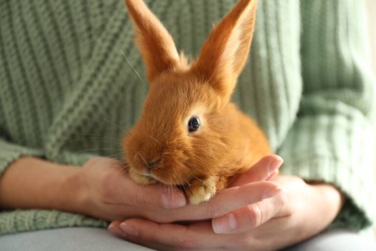 How to Tell if a Rabbit Is Pregnant: 7 Signs to Look For | The Vet Desk