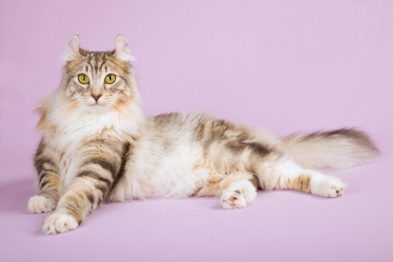 11 Mutation Cat Breeds (With Info & Pictures) | The Vet Desk