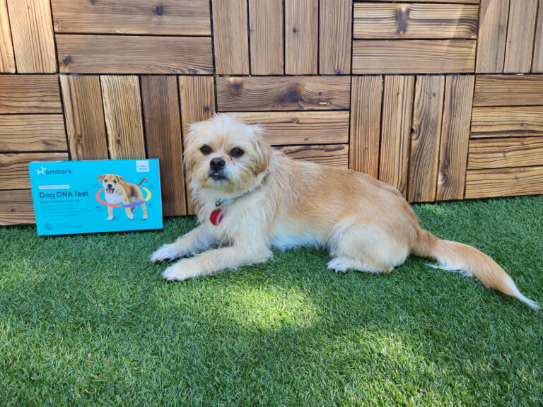 Embark Dog DNA Breed & Health Test Kit Review 2026: Our Expert’s ...