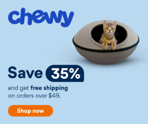 Foamy Cat Urine: 8 Reasons Your Cat Has It (Vet Answer) | The Vet Desk