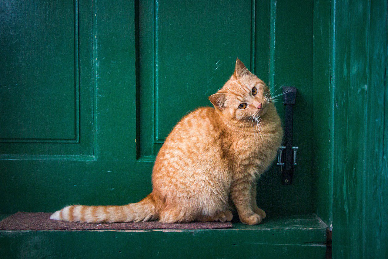 How to Keep Cats Out of a Room: 8 Vet-Approved Methods | The Vet Desk