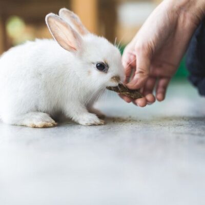 10 DIY Rabbit Treats You Can Make at Home (With Pictures) | The Vet Desk