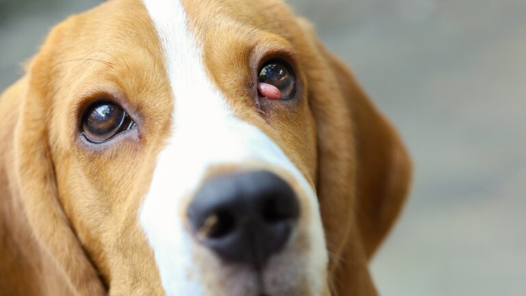 13 Common Eye Problems in Dogs: Vet-Verified Signs & Treatment Options ...