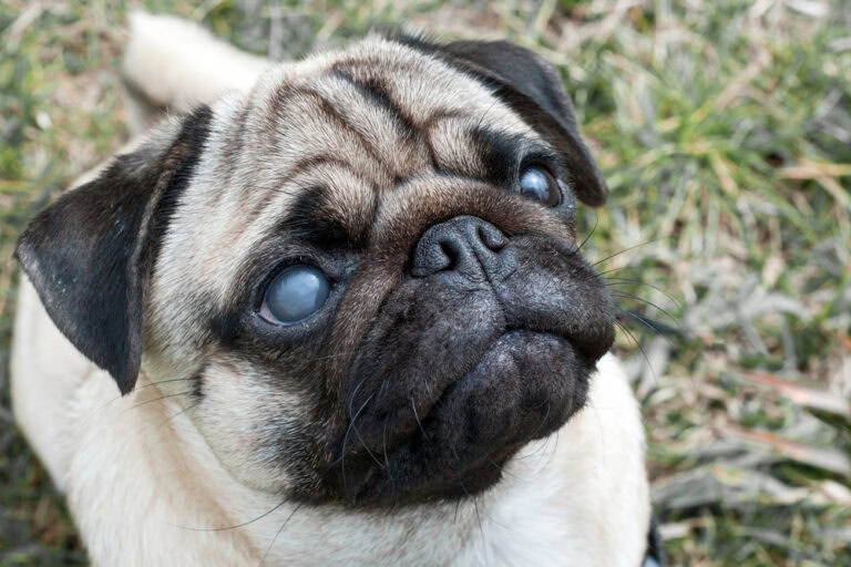 13 Common Eye Problems in Dogs: Vet-Verified Signs & Treatment Options ...