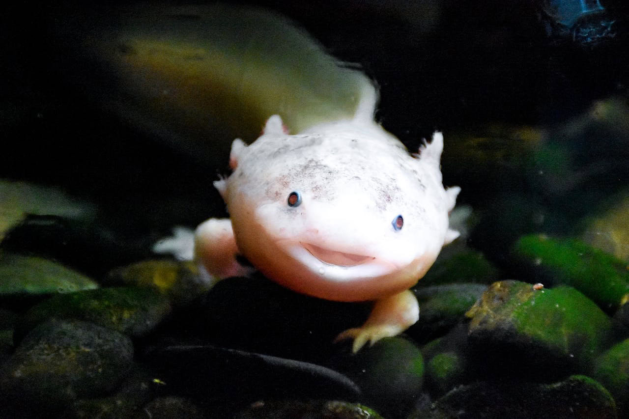 How Much Does an Axolotl Cost? 2026 Price Guide | The Vet Desk